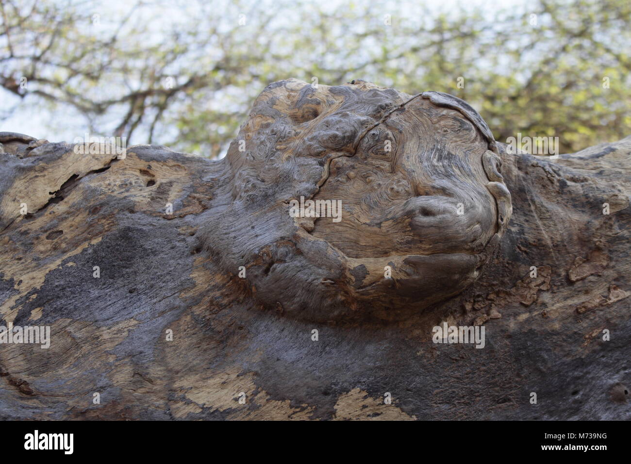 Vogon hi-res stock photography and images - Alamy
