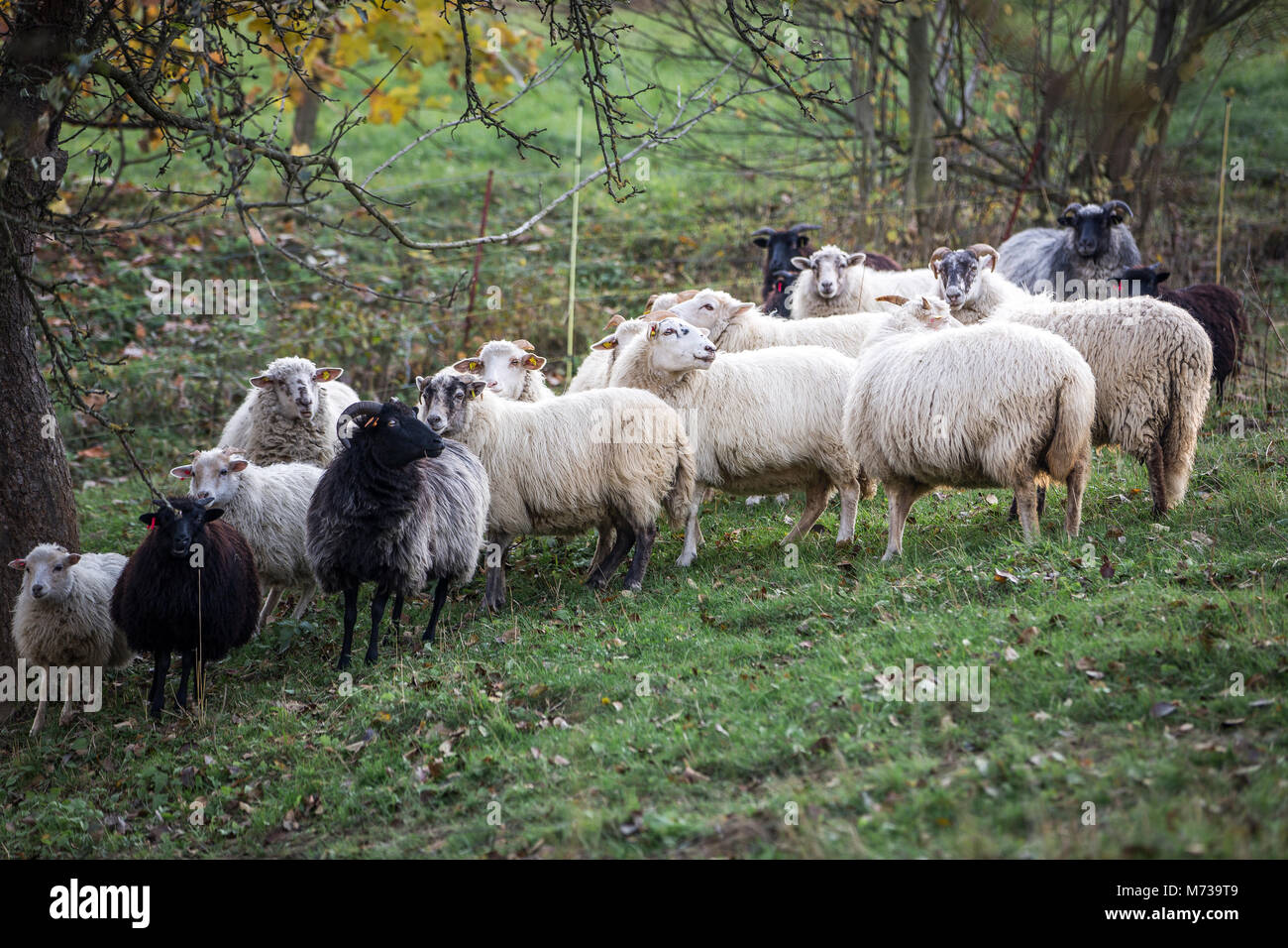 Alternative livestock breeding hi-res stock photography and images - Alamy