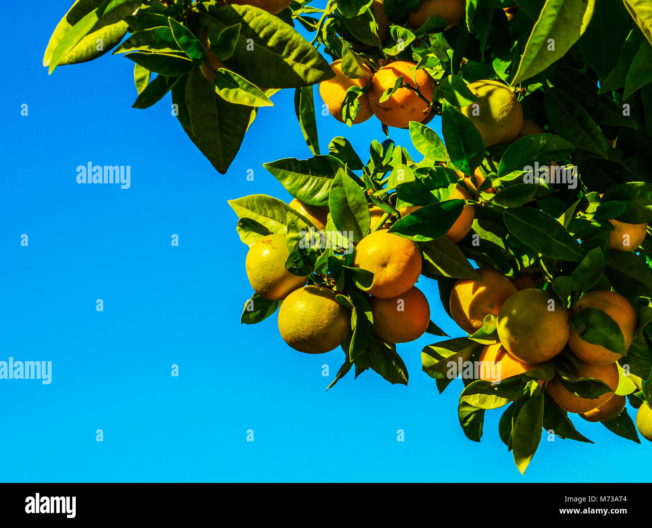 Large fleshy edible fruit hi-res stock photography and images - Alamy