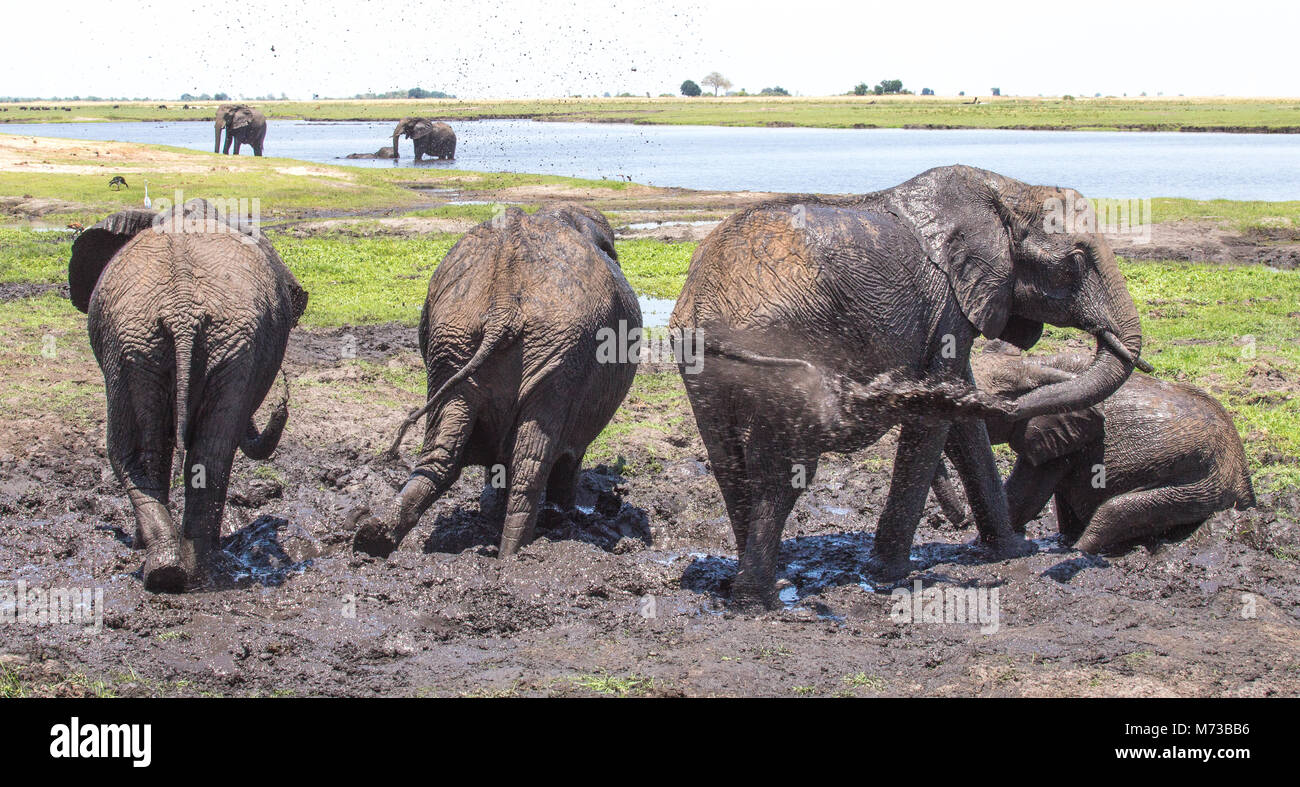 Elephant parasites hi-res stock photography and images - Alamy
