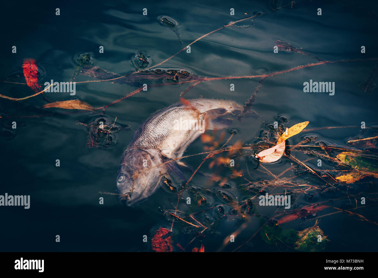 Dead Fish Floating High Resolution Stock Photography and Images - Alamy