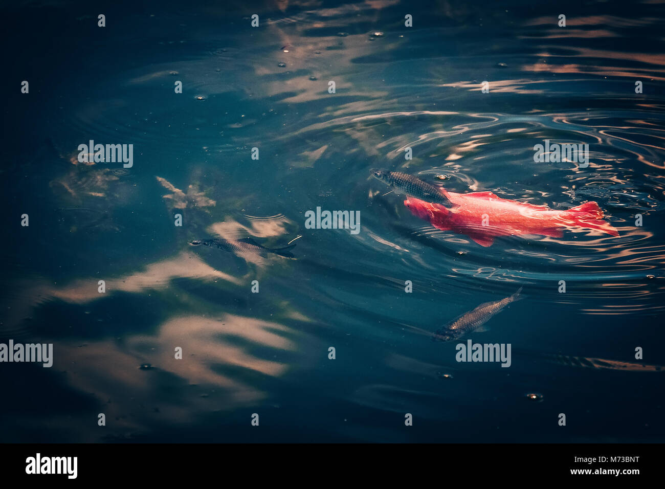 Dark water and background hi-res stock photography and images - Alamy