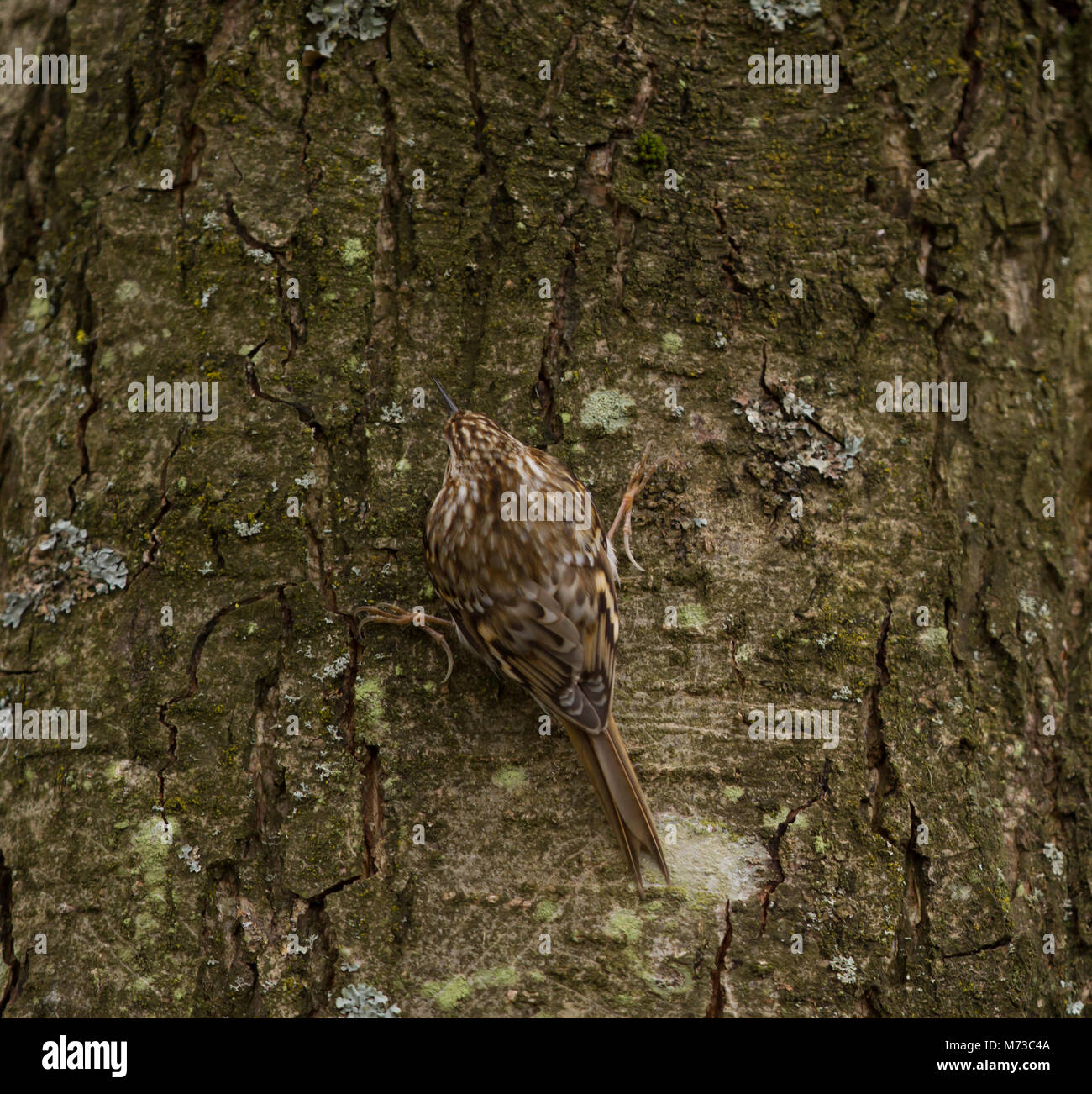 Treecreeper fauna hi-res stock photography and images - Alamy