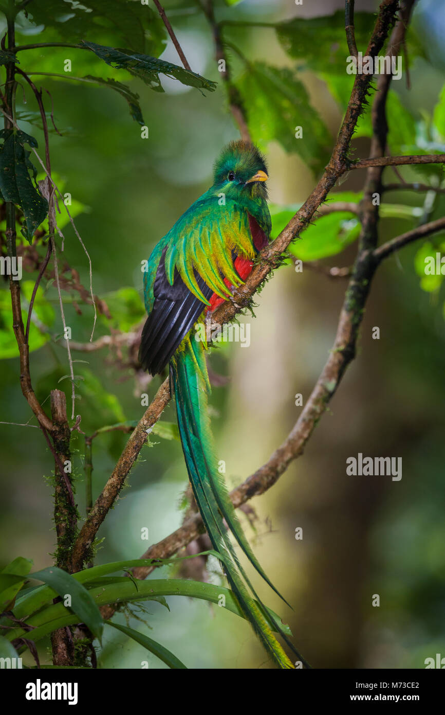 Quetzal bird panama chiriqui highlands hi-res stock photography and ...