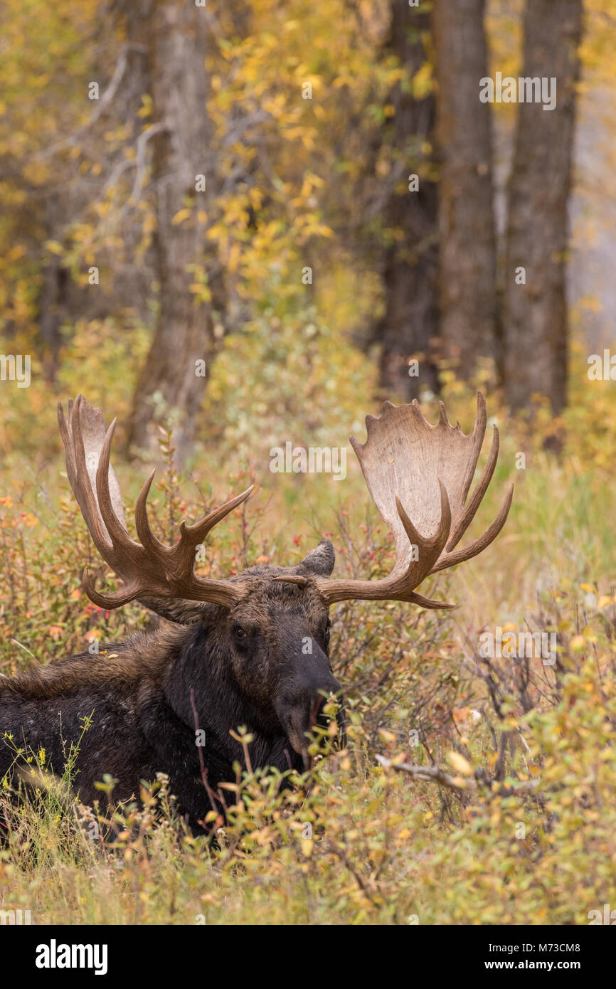 Bull Moose in the Fall Rut Stock Photo - Alamy