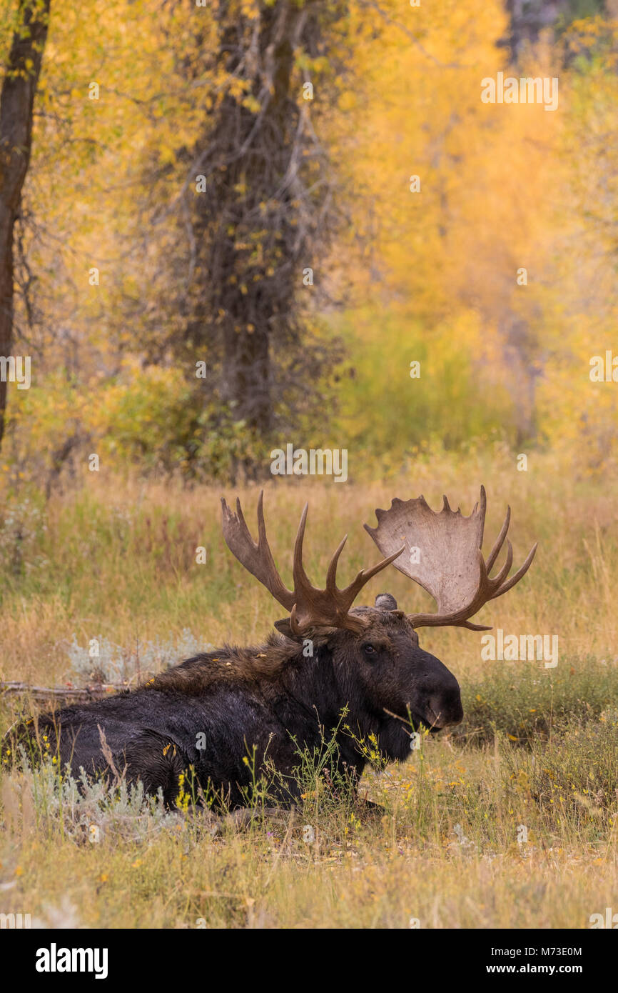 Bull Moose in the Fall Rut Stock Photo - Alamy