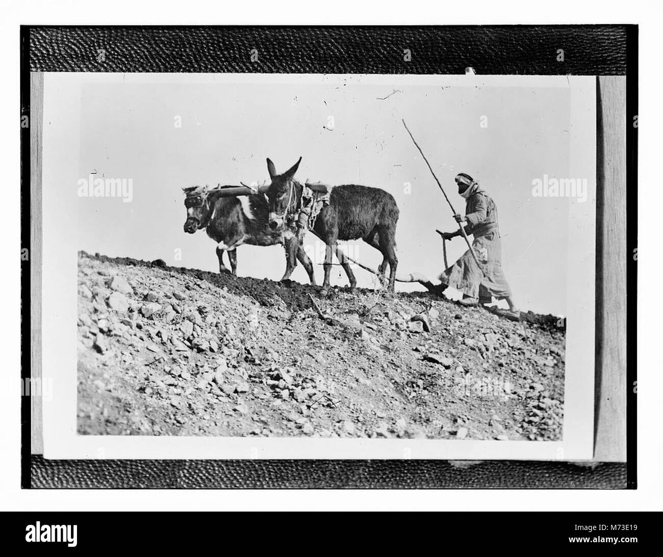 A historical photograph of an Arab man plowing a field, capturing ...