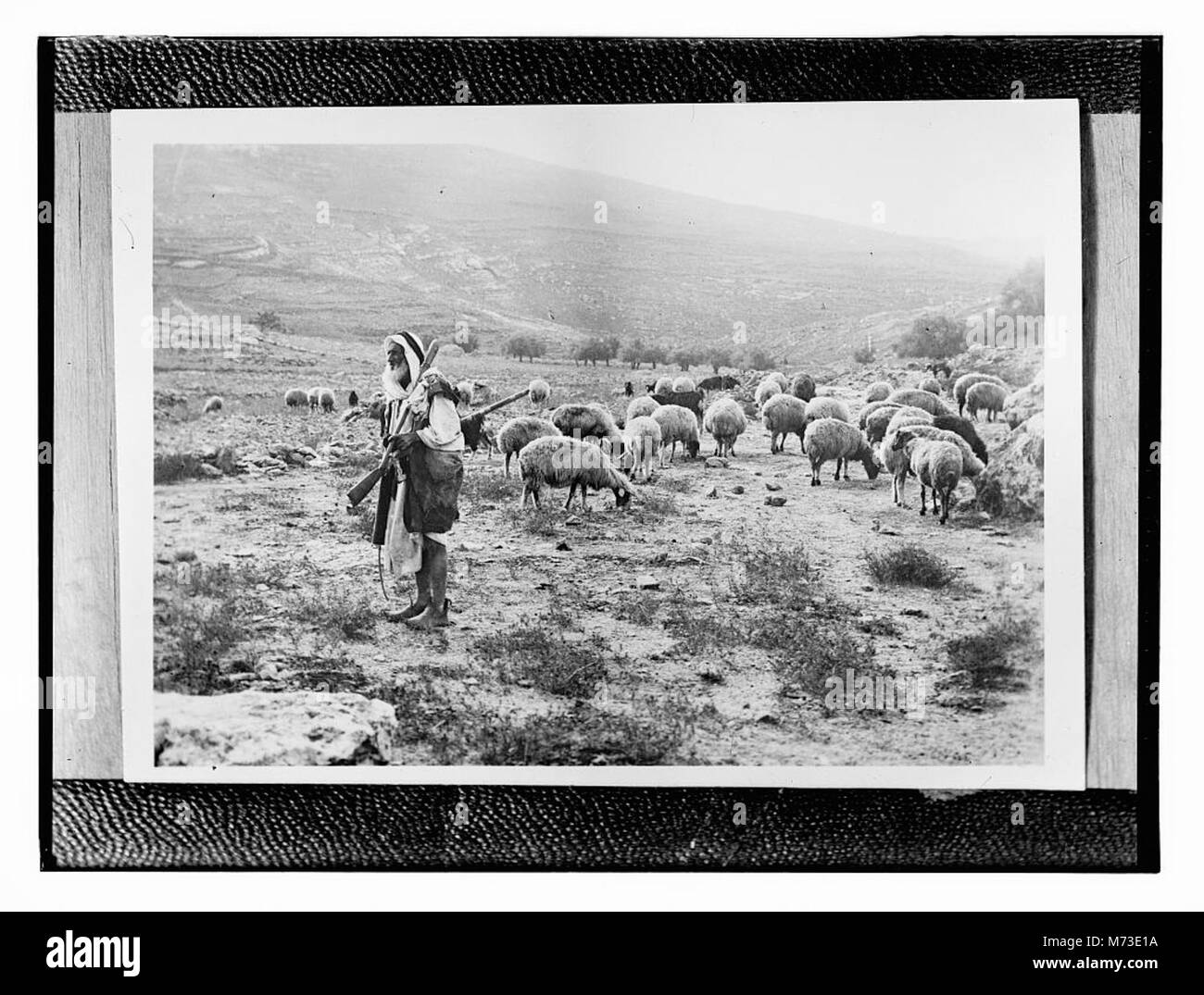 Shepherd sheep vintage illustration Black and White Stock Photos ...
