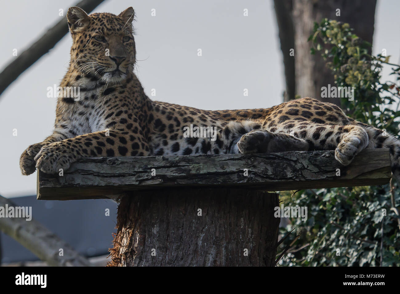China Leopard High Resolution Stock Photography and Images - Alamy