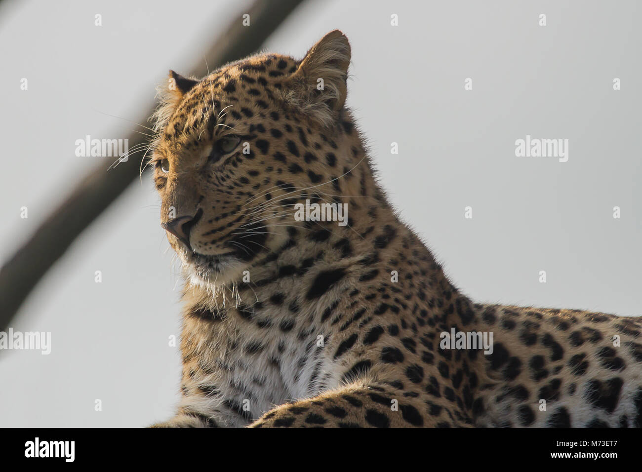 photo portrait of a beautiful North Chinese Leopard Stock Photo - Alamy