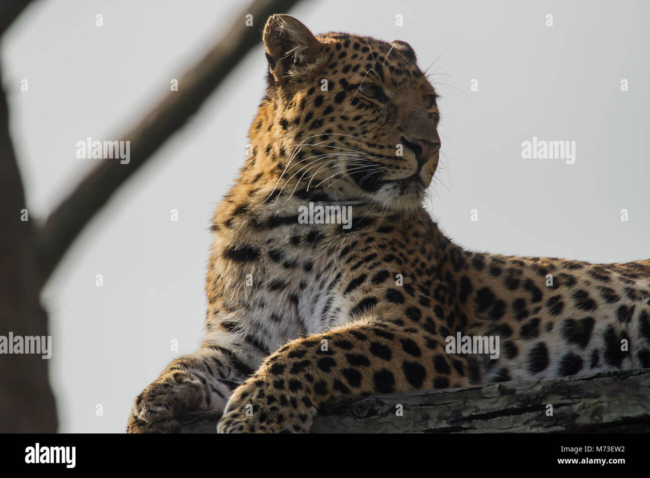 China Leopard High Resolution Stock Photography and Images - Alamy