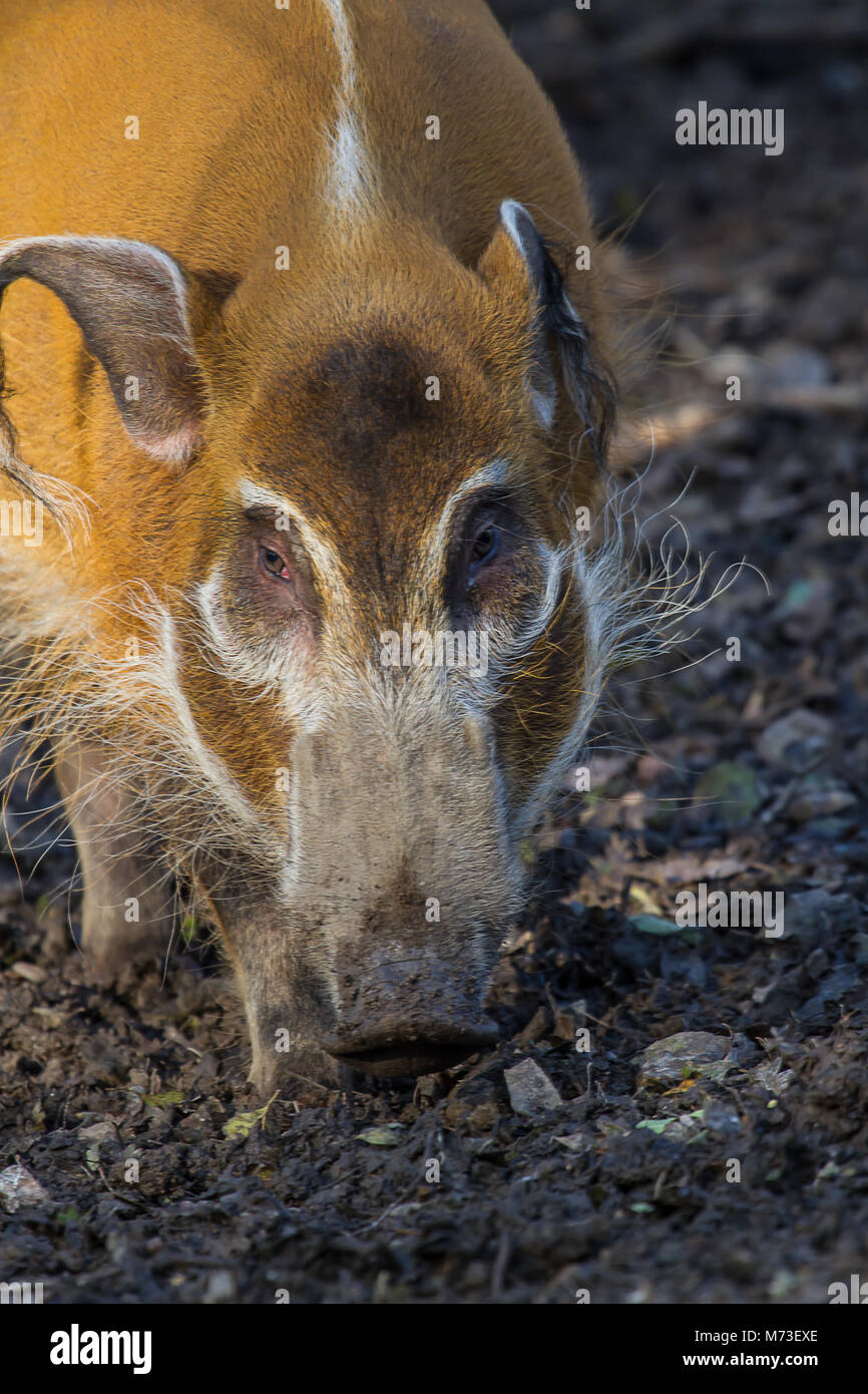 photo of a Red River Hog feeding from the forest floor Stock Photo - Alamy