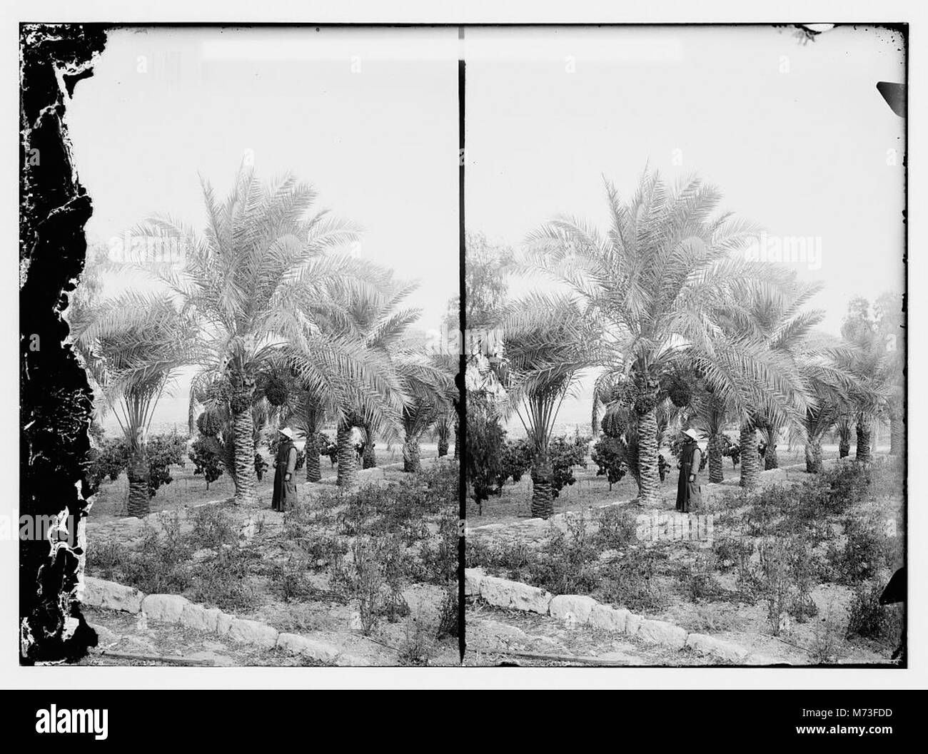 An image of the date palm (*Phoenix dactylifera*), a species native to ...