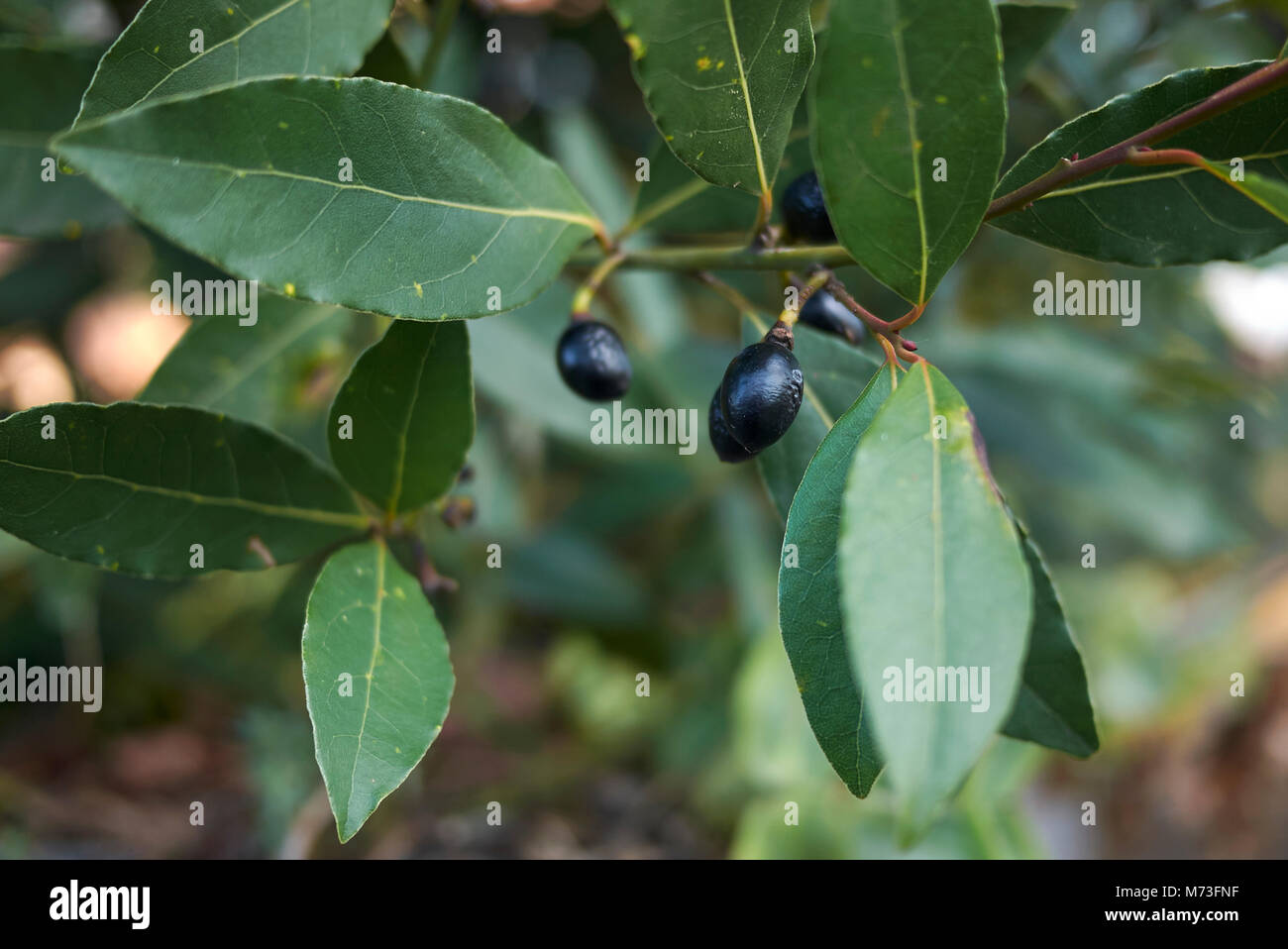 Laurus nobilis berries hi-res stock photography and images - Alamy