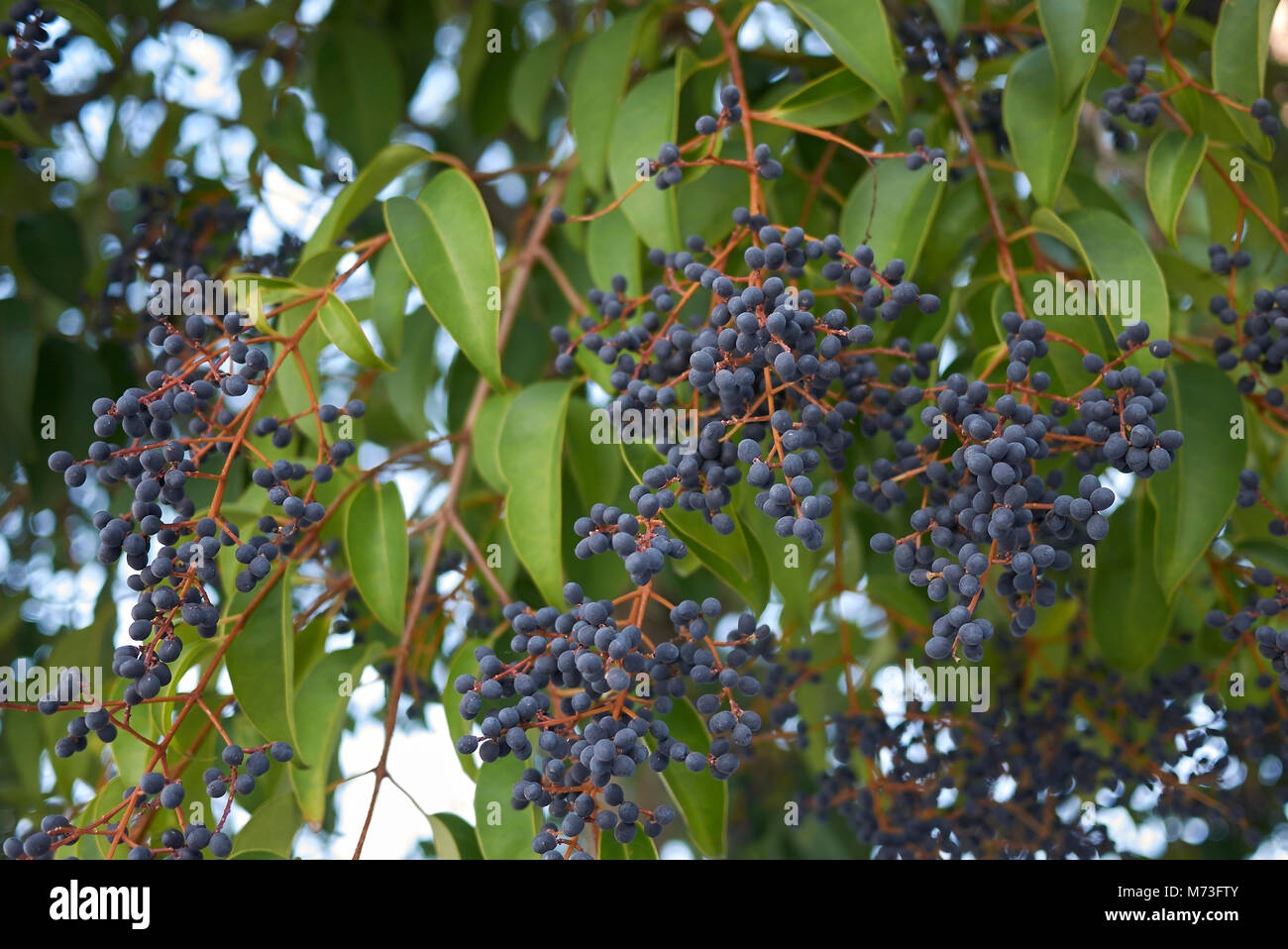 Glossy privet ligustrum lucidum berry hi-res stock photography and ...
