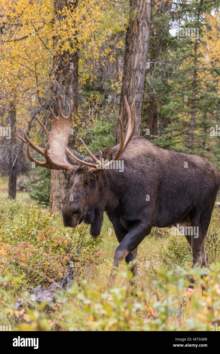Bull Moose in the Fall Rut Stock Photo - Alamy