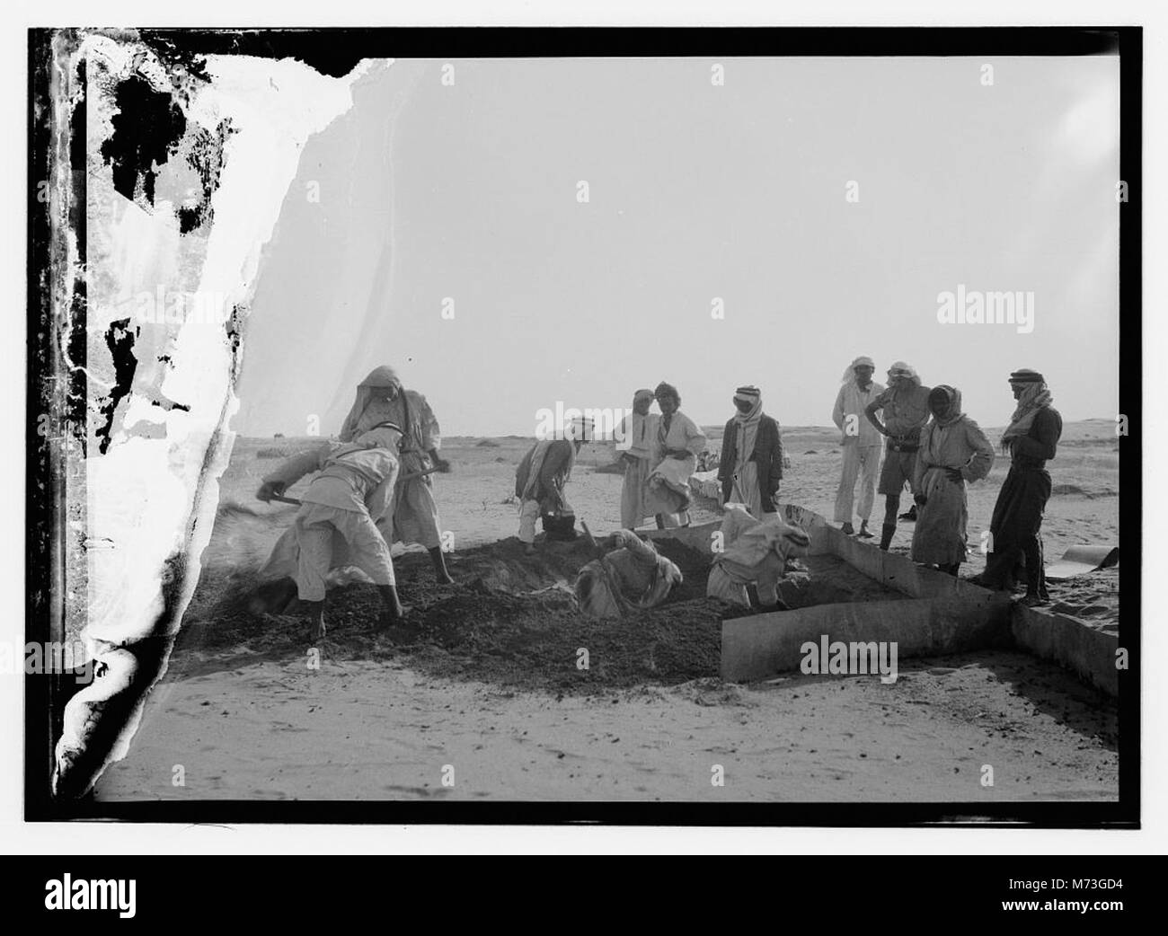 A historical photograph of workers digging locust traps. The image ...