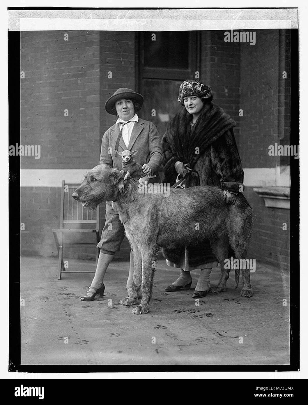 A photograph from a dog show event, showcasing various breeds in ...