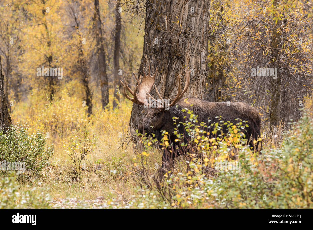 Bull Moose in the Fall Rut Stock Photo - Alamy