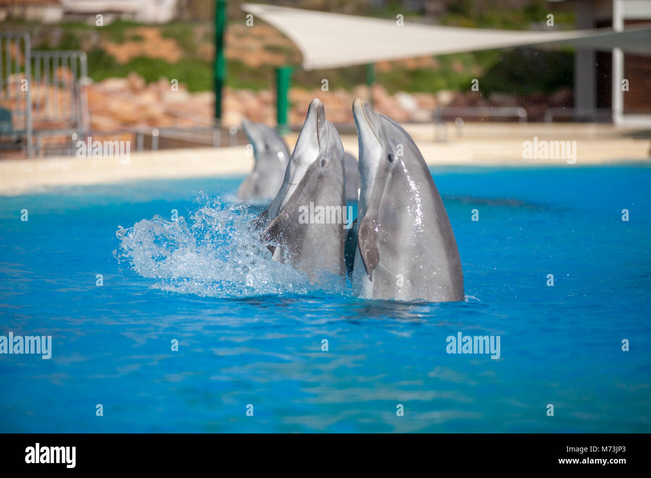 Group of dolphins hi-res stock photography and images - Alamy