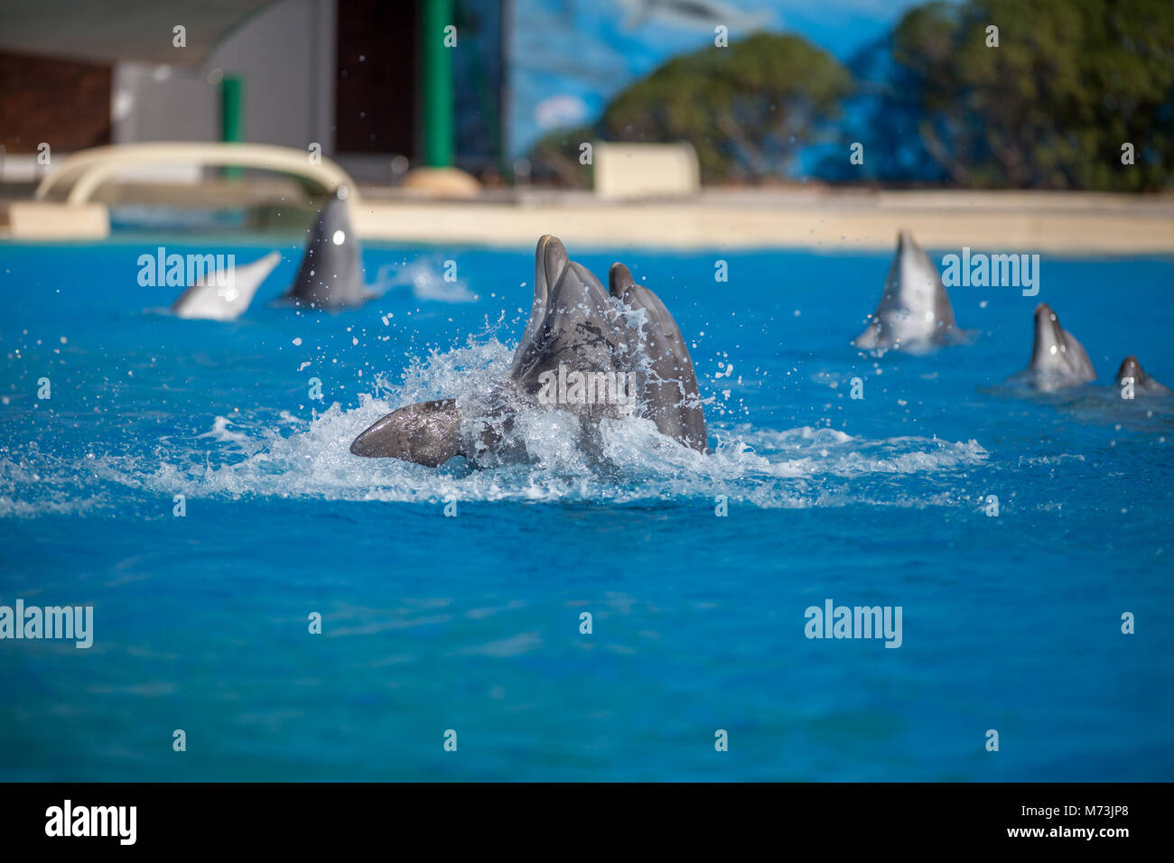 Group of dolphins hi-res stock photography and images - Alamy