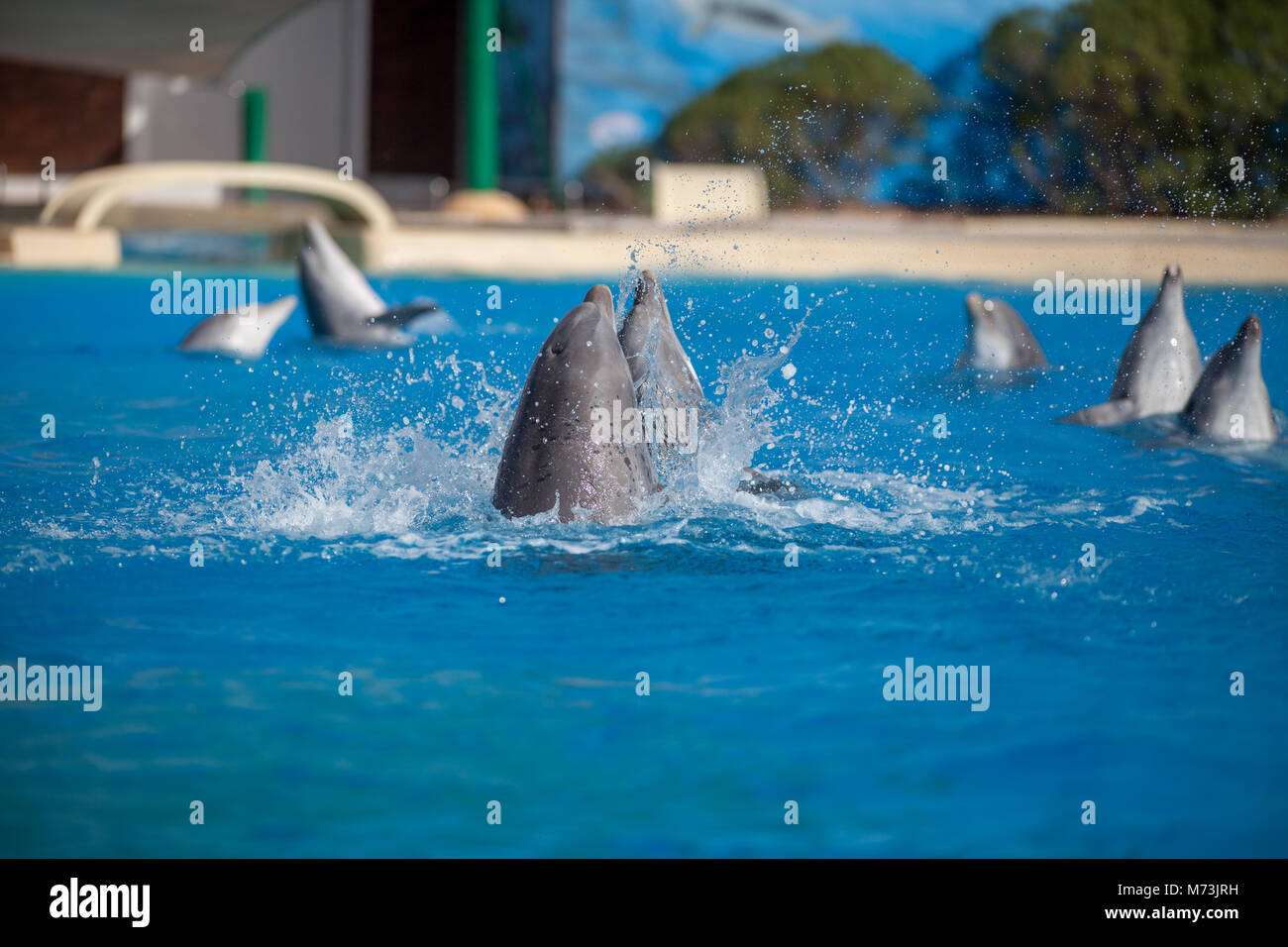 Group of Dolphins Enjoying Water Stock Photo - Alamy
