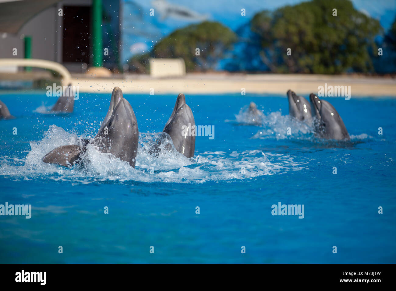 Group of Dolphins Enjoying Water Stock Photo - Alamy