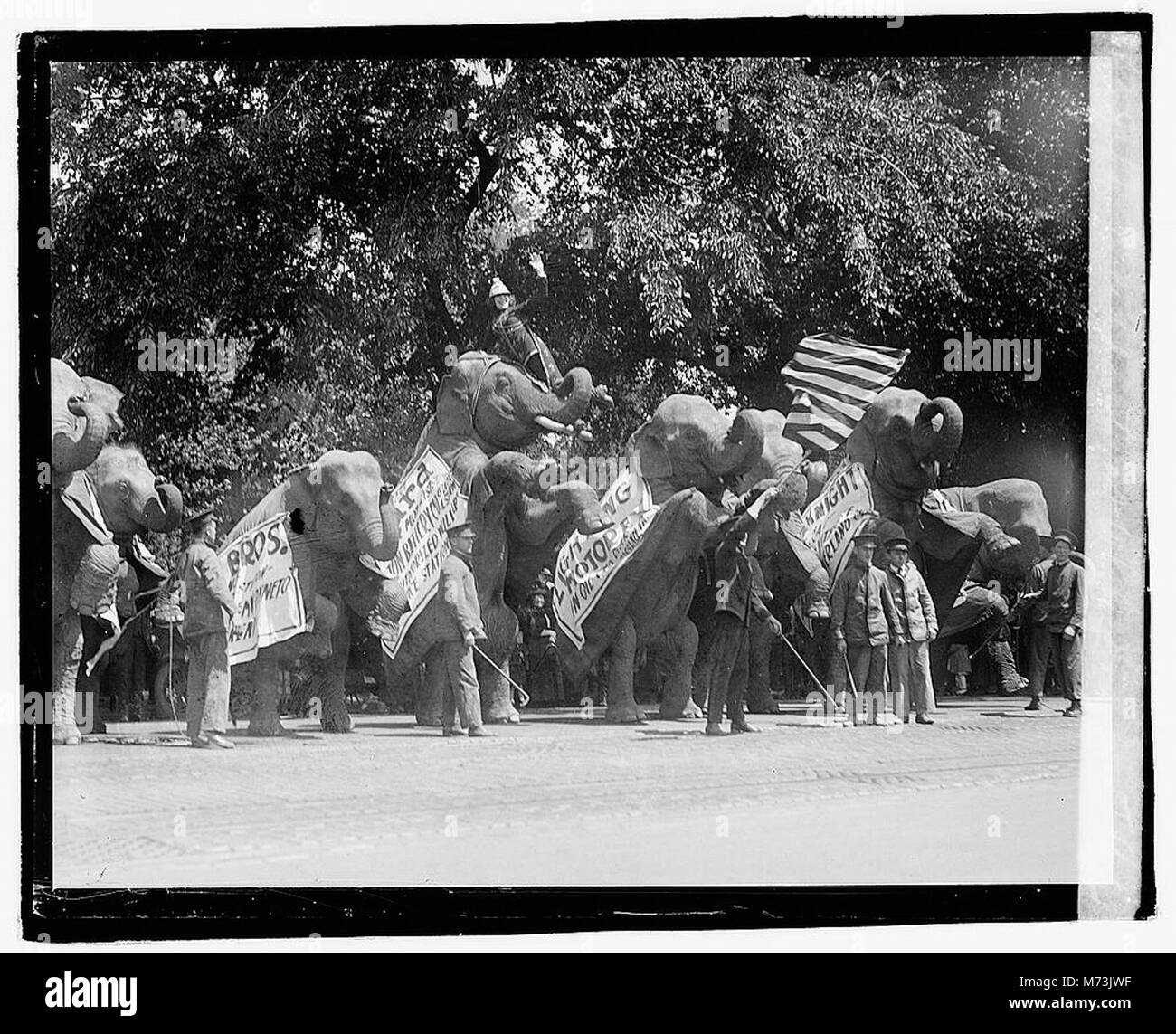 This image captures a moment at the White House where elephants were ...