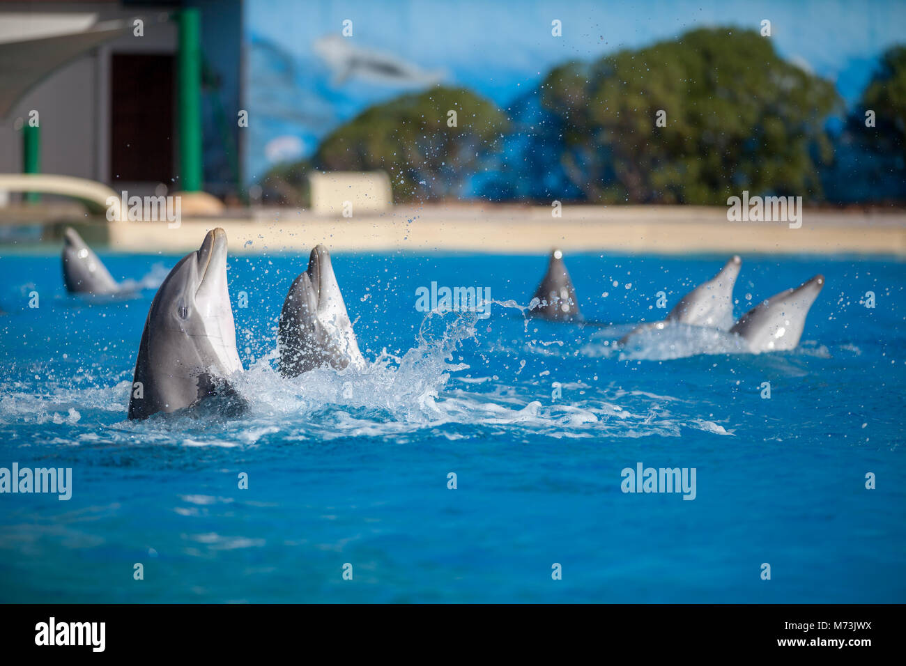 Group of dolphins hi-res stock photography and images - Alamy