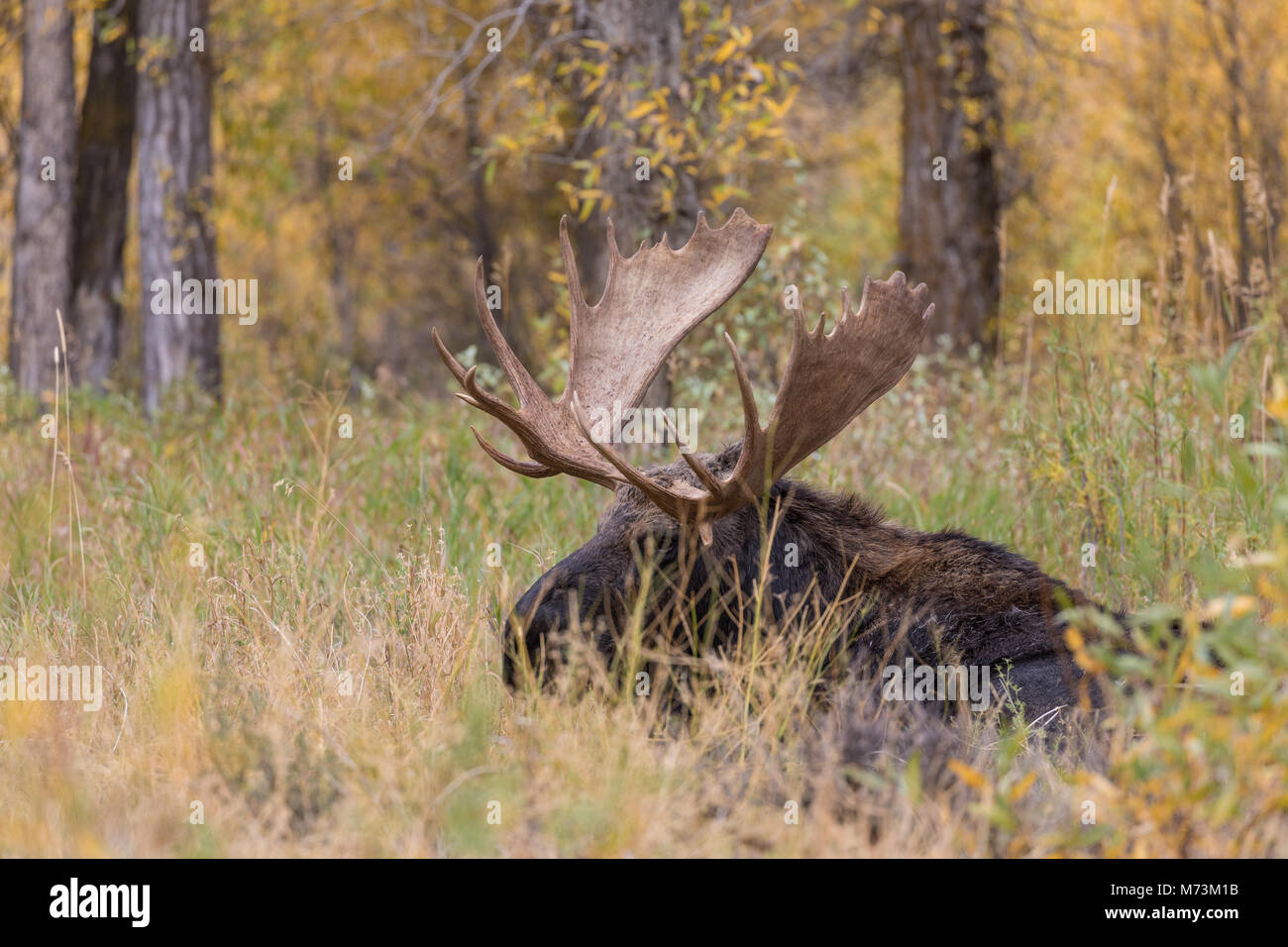 Bull Moose in the Fall Rut Stock Photo - Alamy