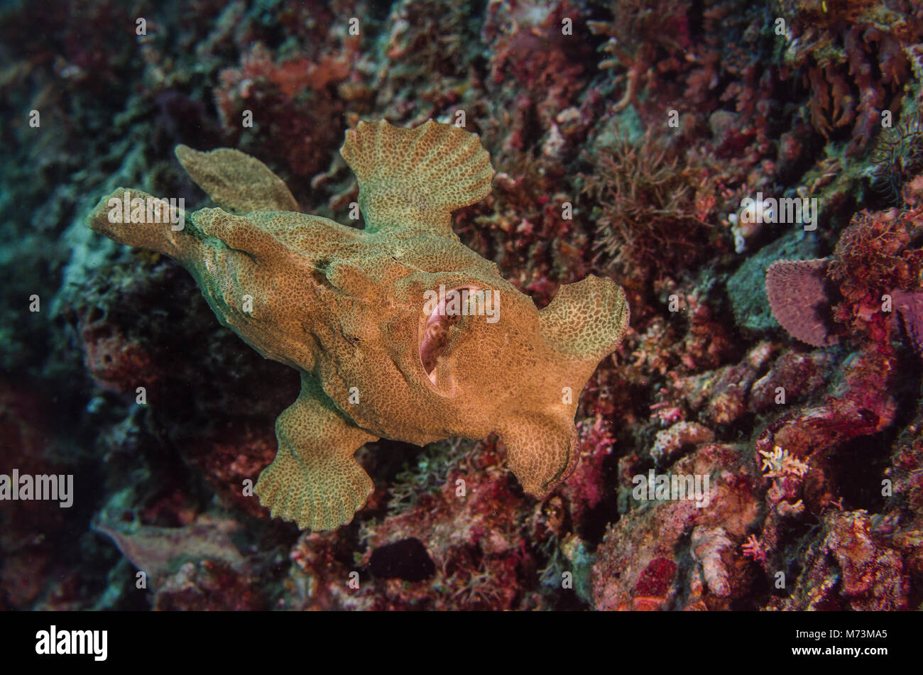 Giant Frogfish, Antennarius commersoni, Antennarididae, Anilao ...