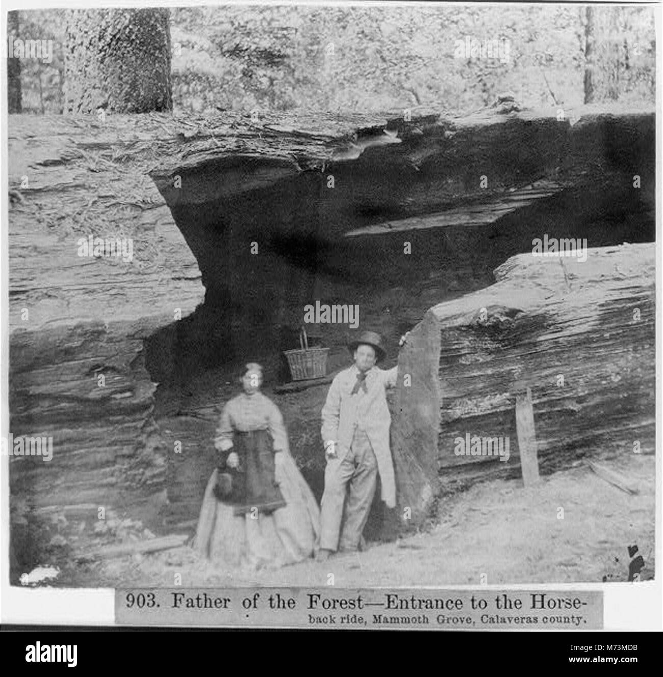 The entrance to the horseback ride through Mammoth Grove in Calaveras ...