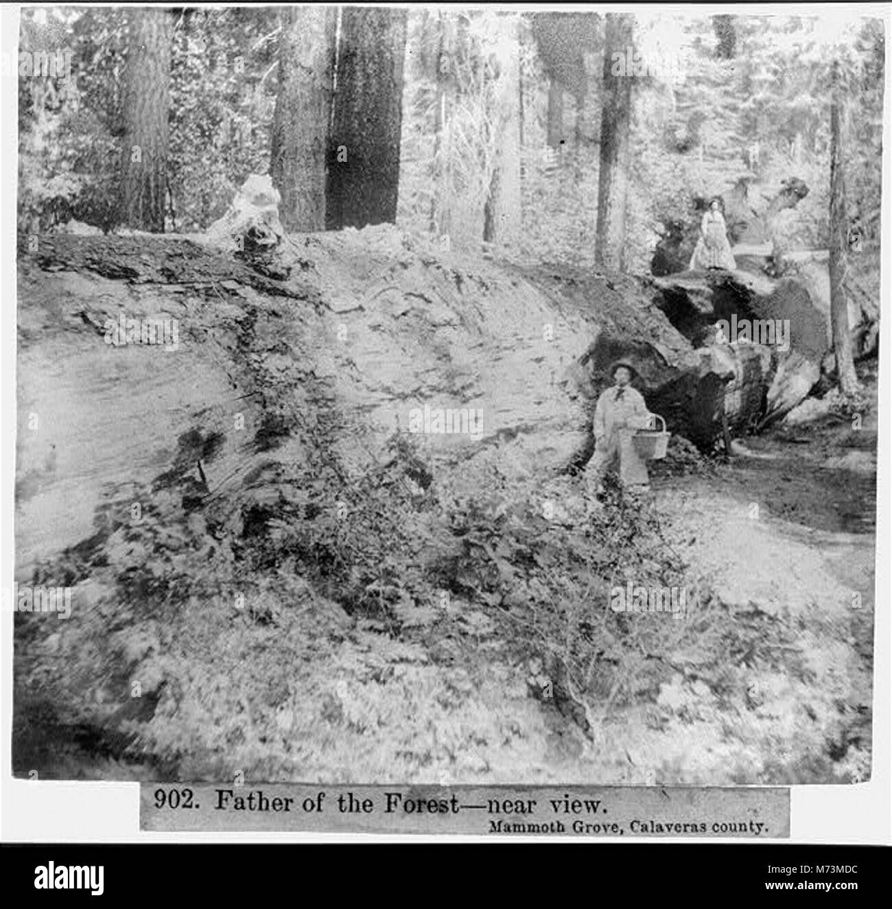 Father tree Black and White Stock Photos & Images - Alamy