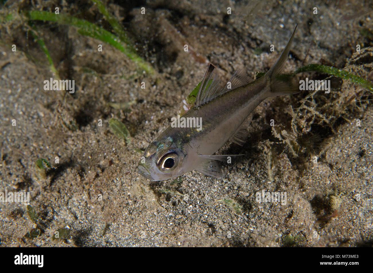 Mangrove Cardinalfish, Apoogon ceramensis, Apogonidae, Anilao ...