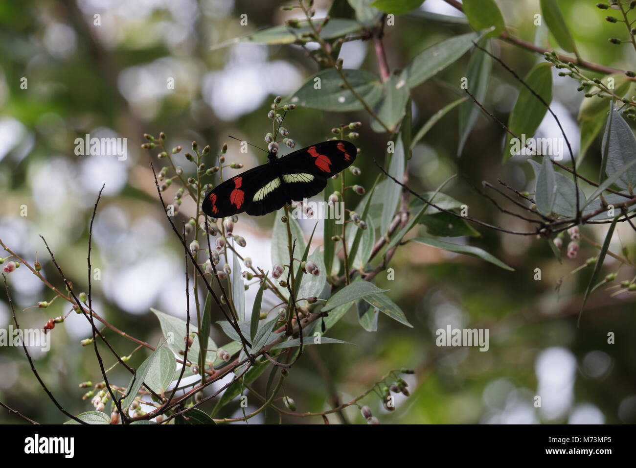 Ecuador has many butterflies hi-res stock photography and images - Alamy