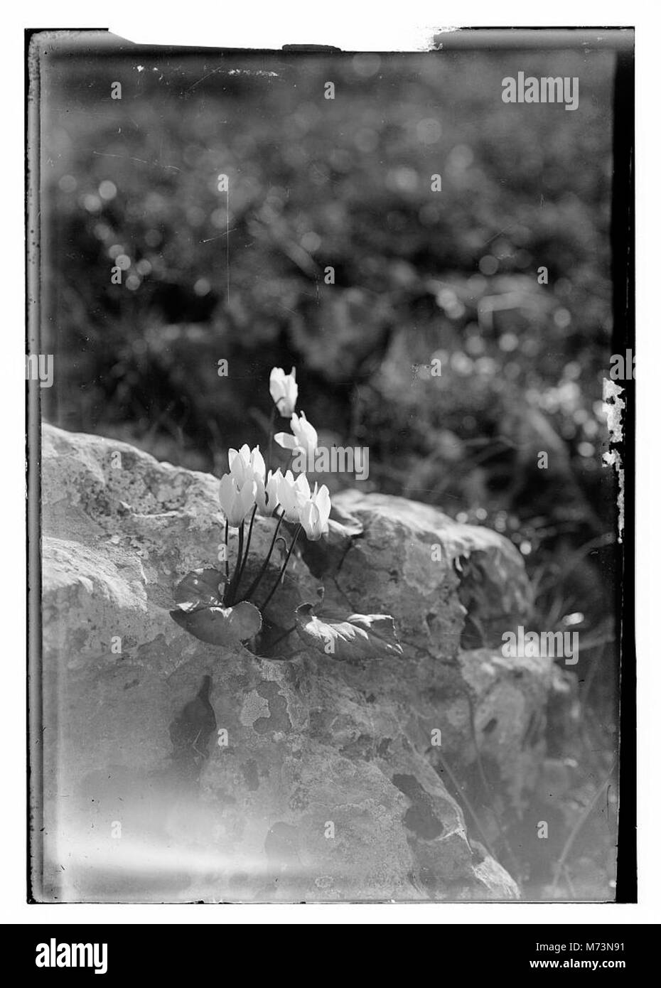 A photograph of flowers growing from a rock, illustrating nature's ...
