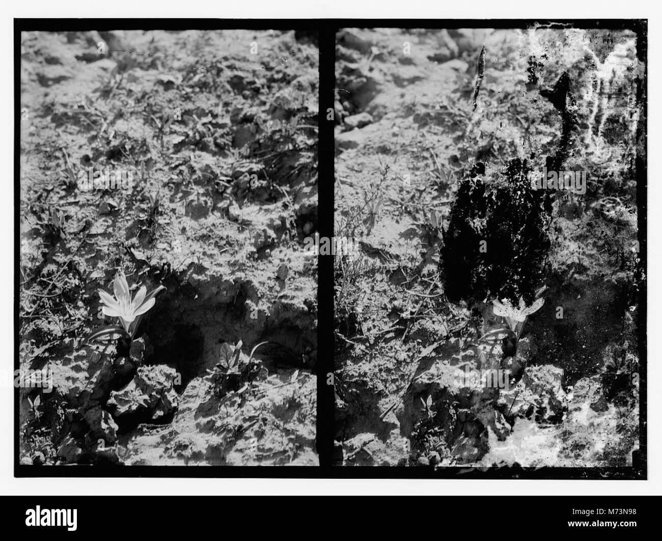 Various floral structures Black and White Stock Photos & Images - Alamy