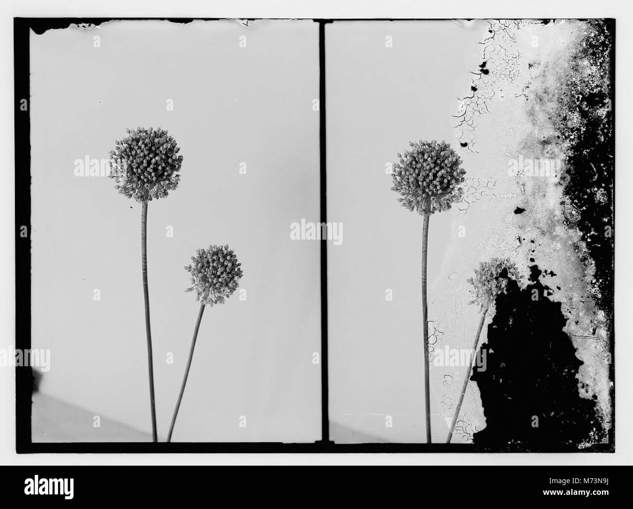 A photograph of various flowers, highlighting their natural beauty and ...