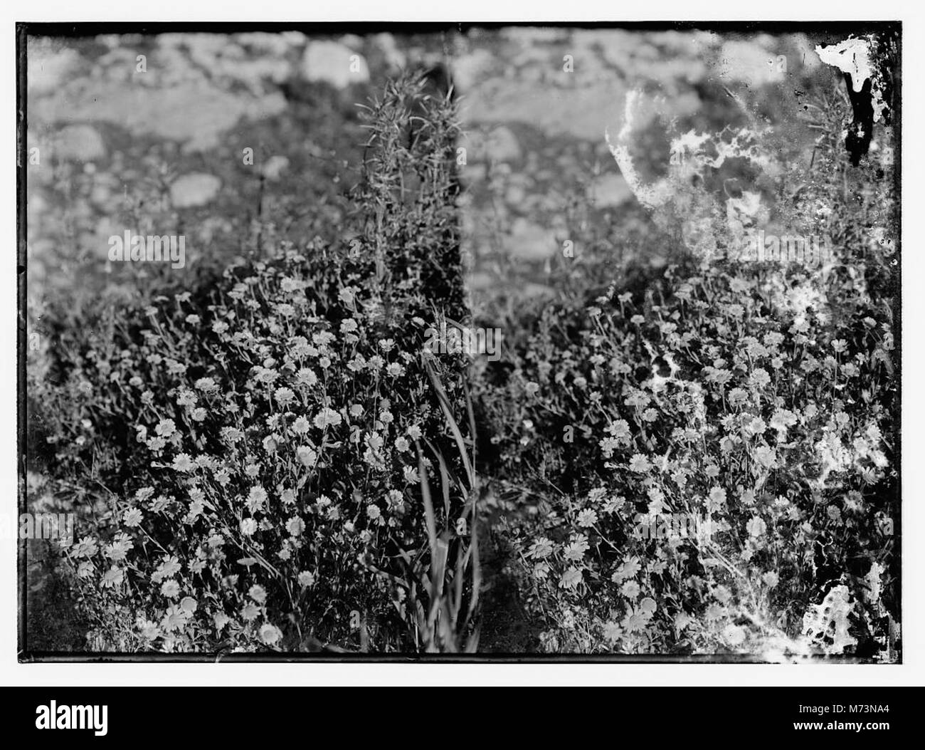 This photograph captures a variety of flowers, possibly from a garden ...