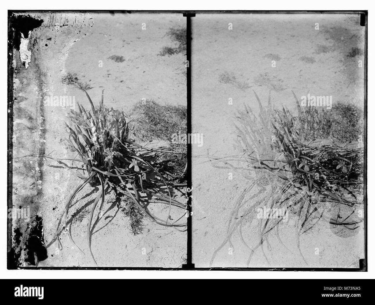 A photograph of flowers, captured for archival purposes in the Library ...