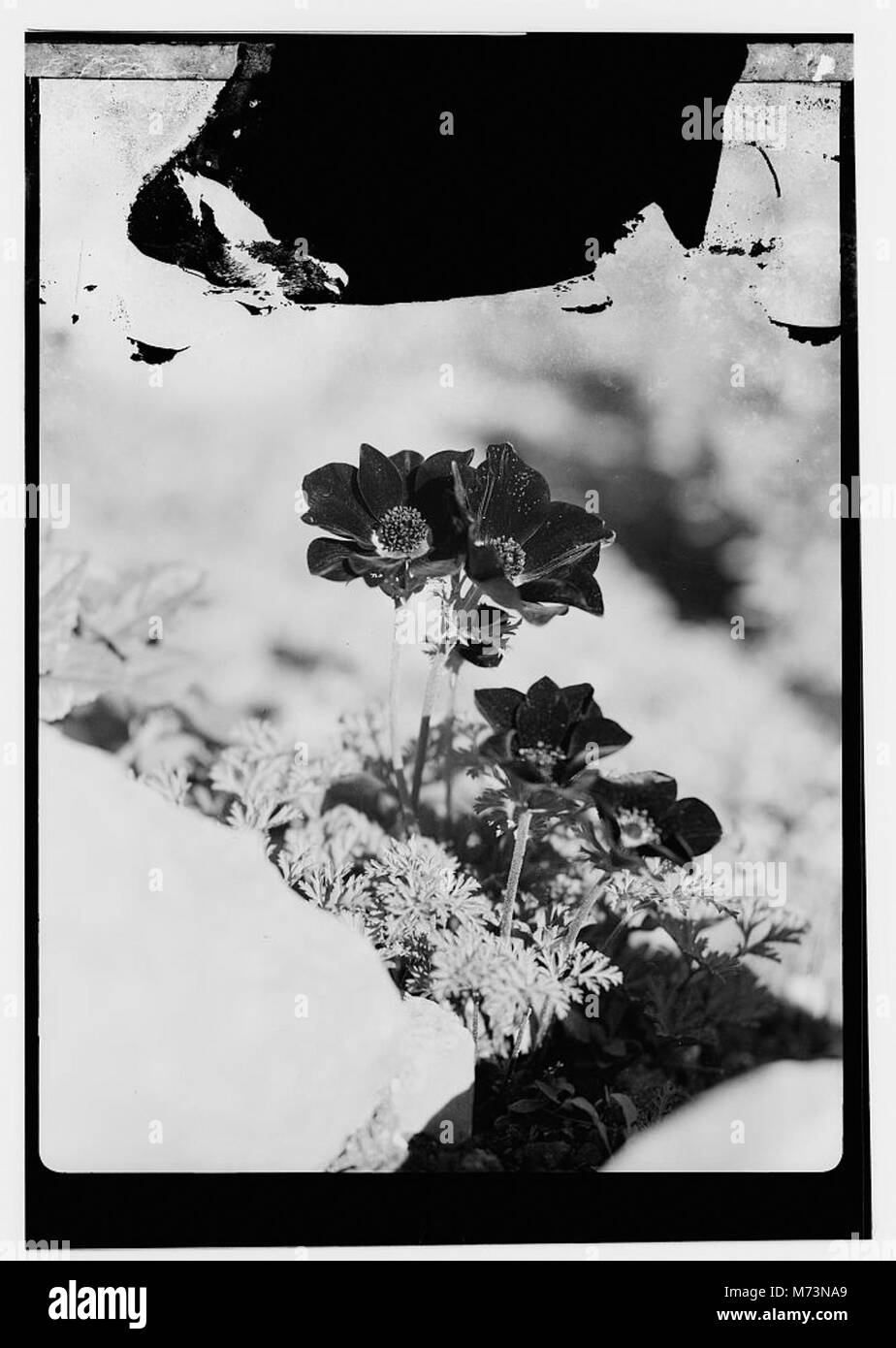 Highlighting different floral structures hi-res stock photography and ...