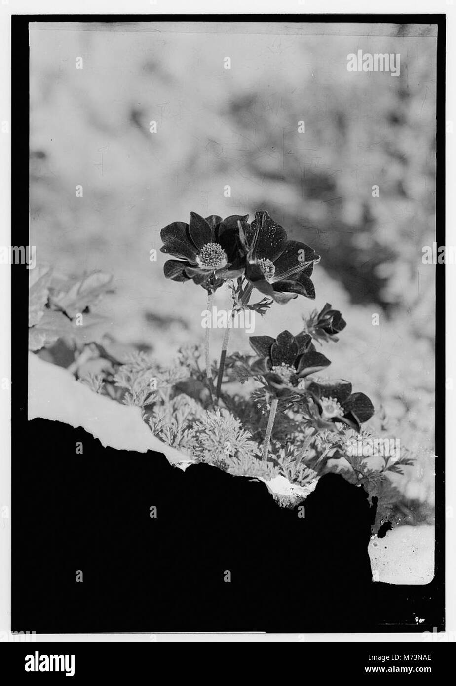 This photograph displays a beautiful array of flowers, capturing their ...