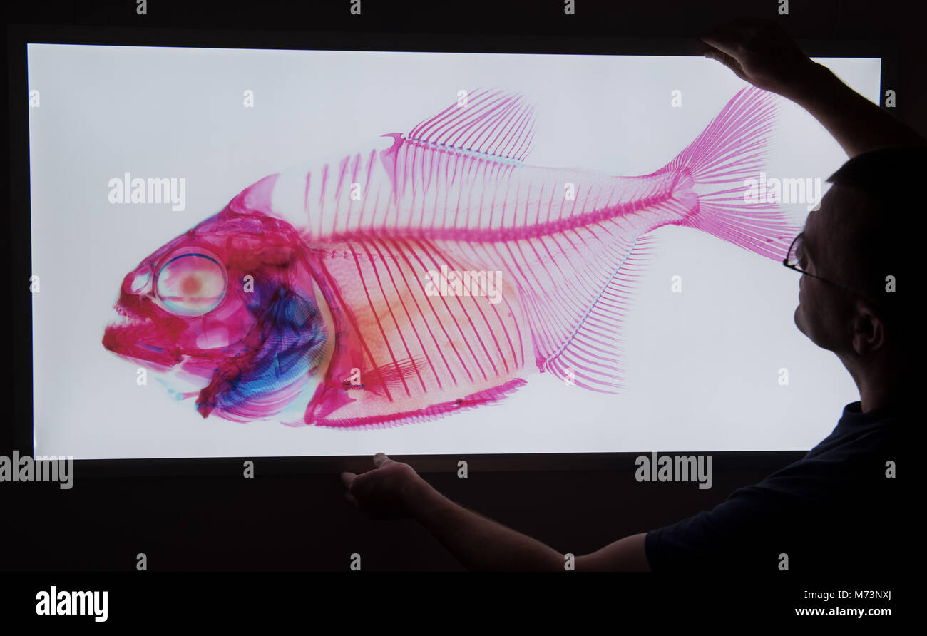 07 March 2018, Germany, Stralsund: Fish researcher Timo Moritz has hung ...