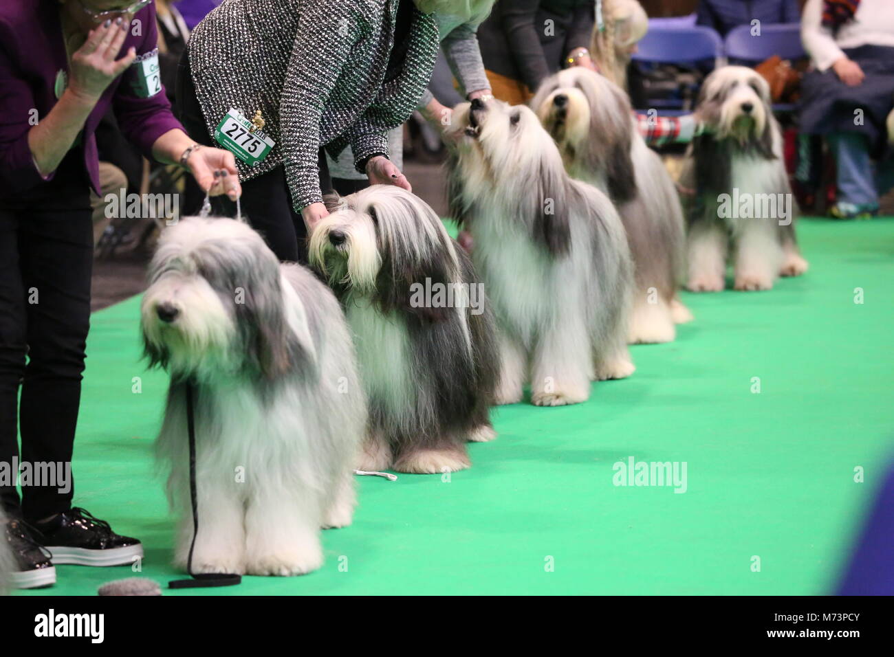 Birmingham, UK. 8th March 2018. Bearded Collies line up for judging on the first day of Crufts ...