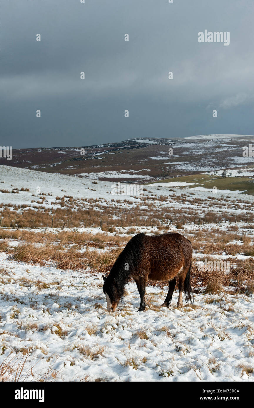 Builth Wells, Powys, UK. 8th March 2018. Welsh Mountain Ponies are seen ...