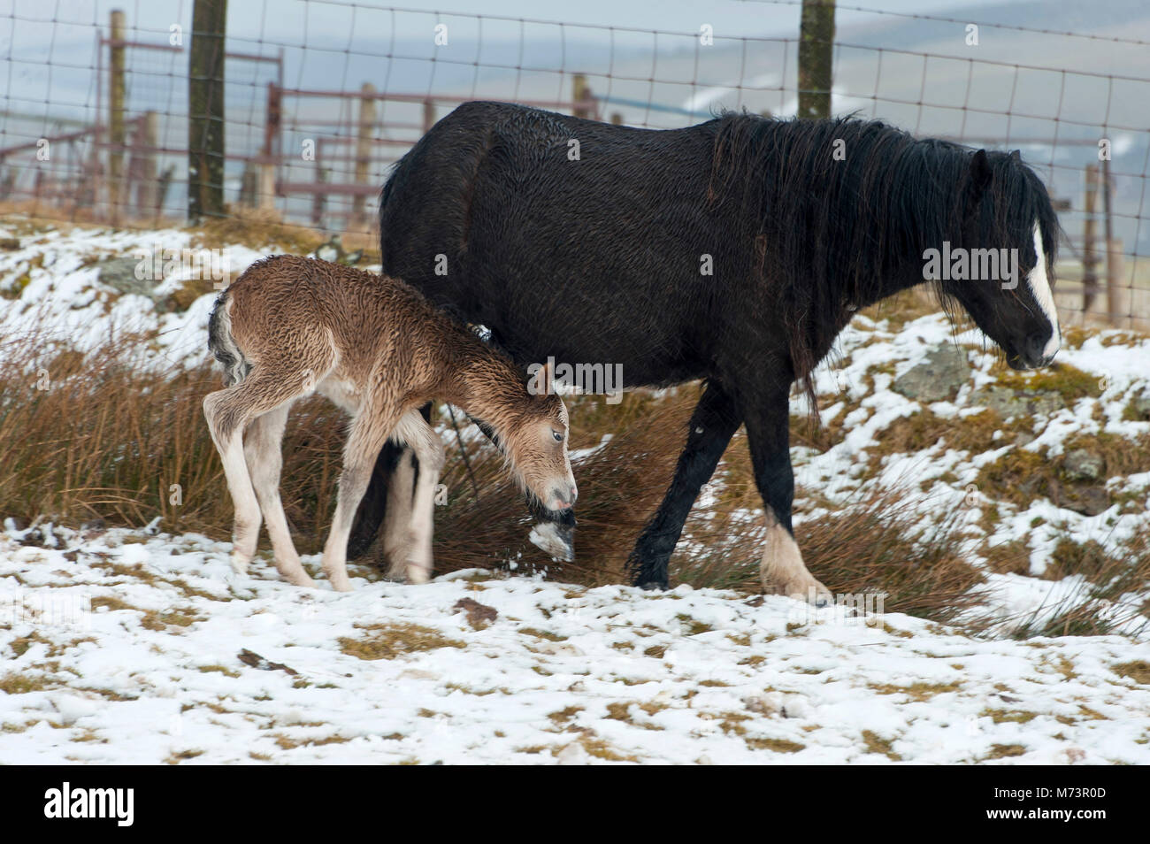 Builth Wells, Powys, UK. 8th March 2018. A newly born Welsh Mountain ...