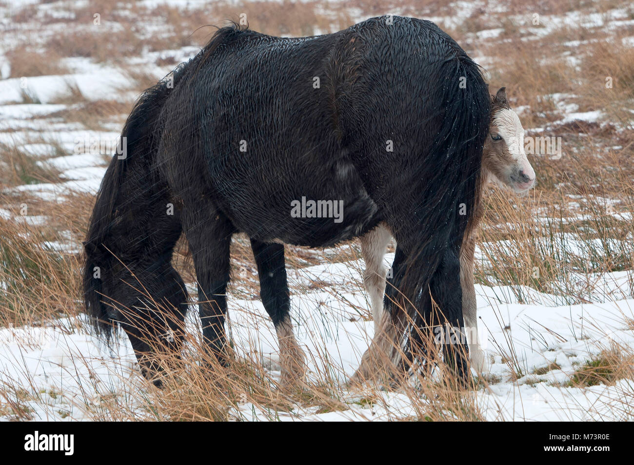 Builth Wells, Powys, UK. 8th March 2018. A newly born Welsh Mountain ...