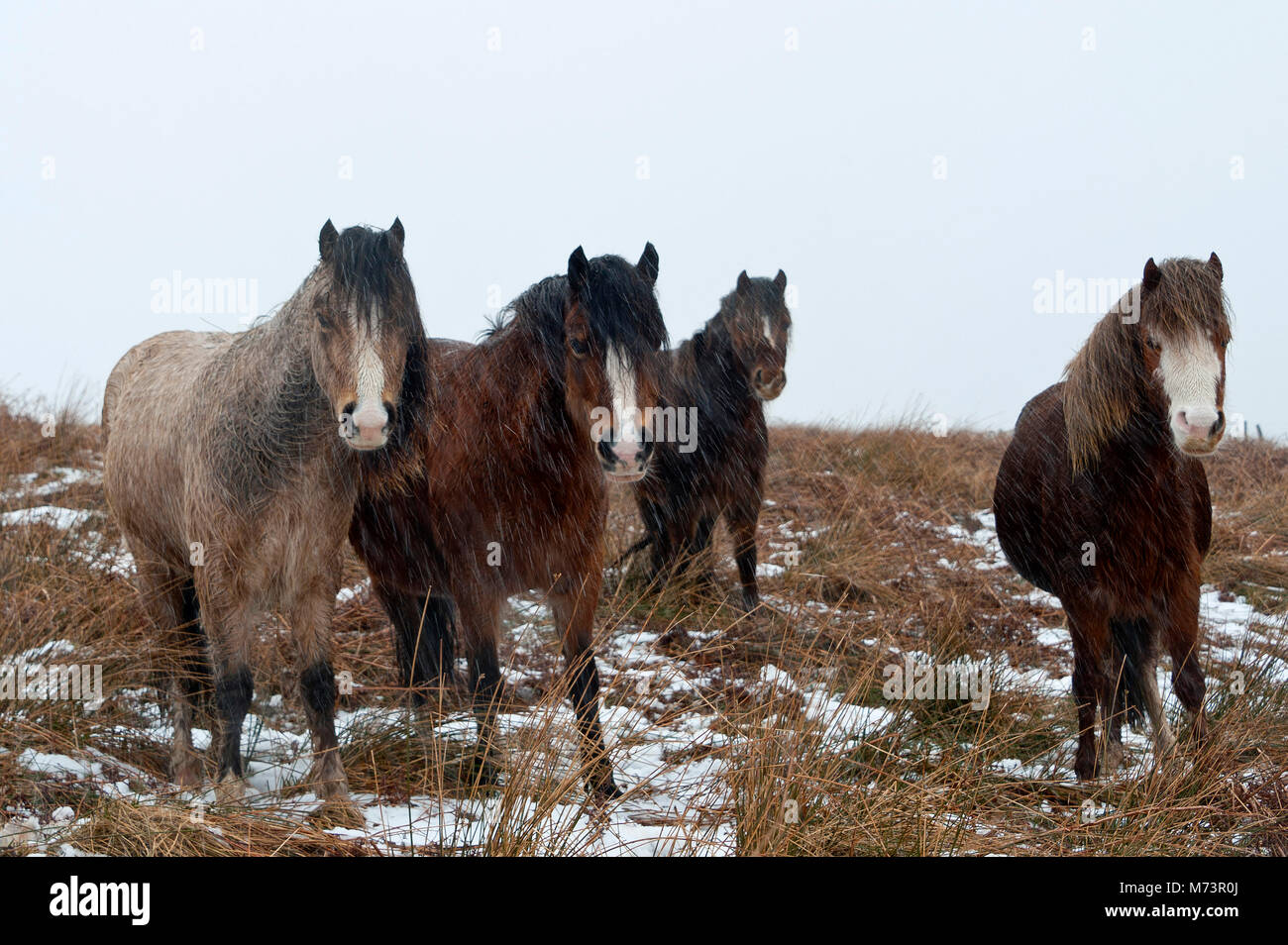 Builth Wells, Powys, UK. 8th March 2018. Welsh Mountain Ponies are seen ...