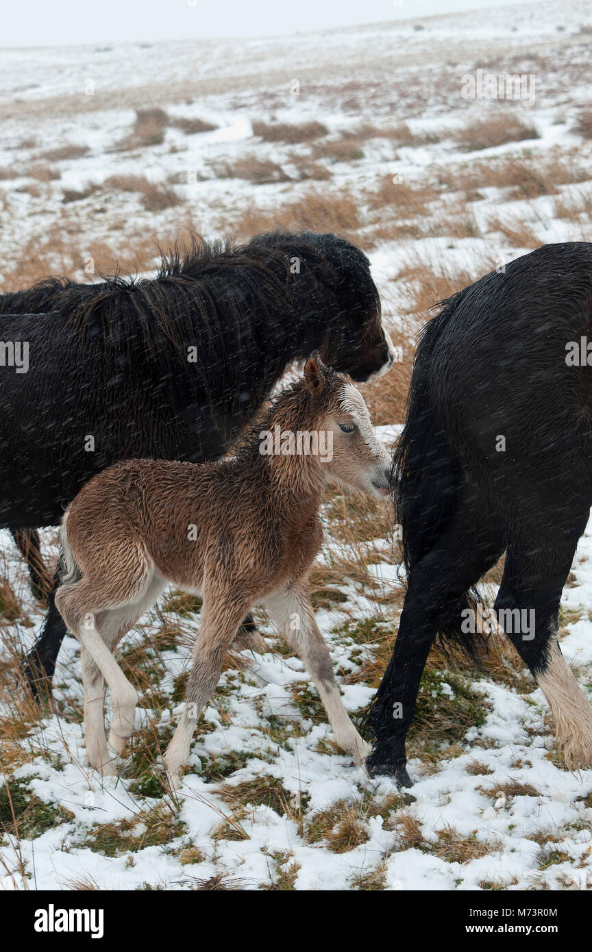 Builth Wells, Powys, UK. 8th March 2018. A newly born Welsh Mountain ...