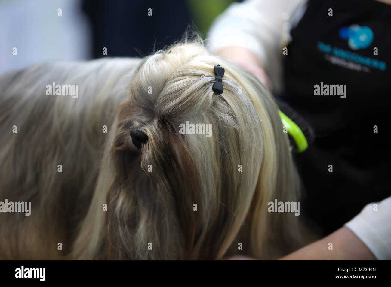 Birmingham,UK,8th March 2018,Crufts presented by the Kennel Club opens ...
